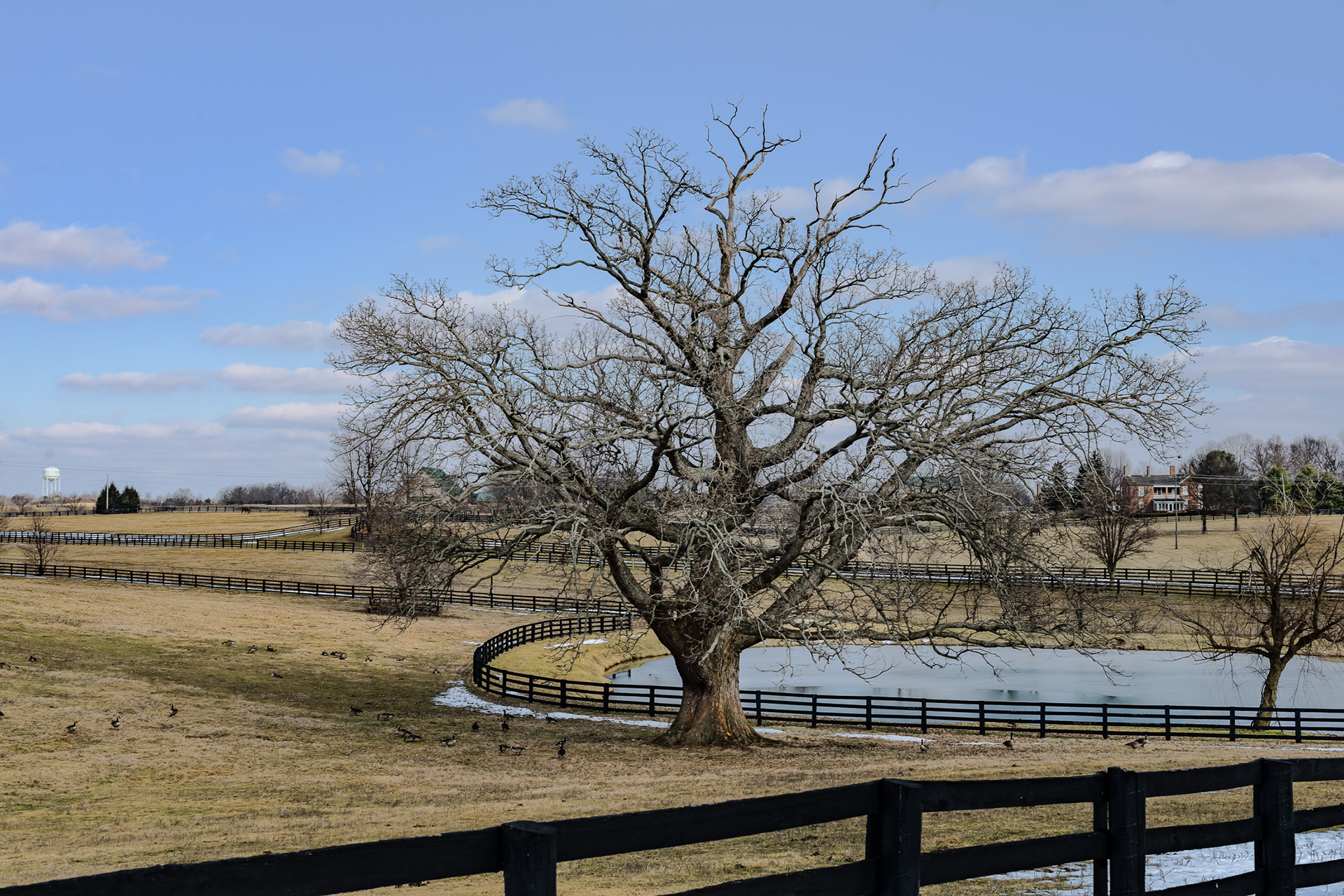 Tom Kimmerer Venerable Trees