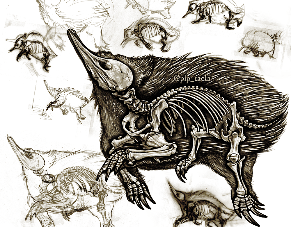 Pip Tacla - Animal anatomy