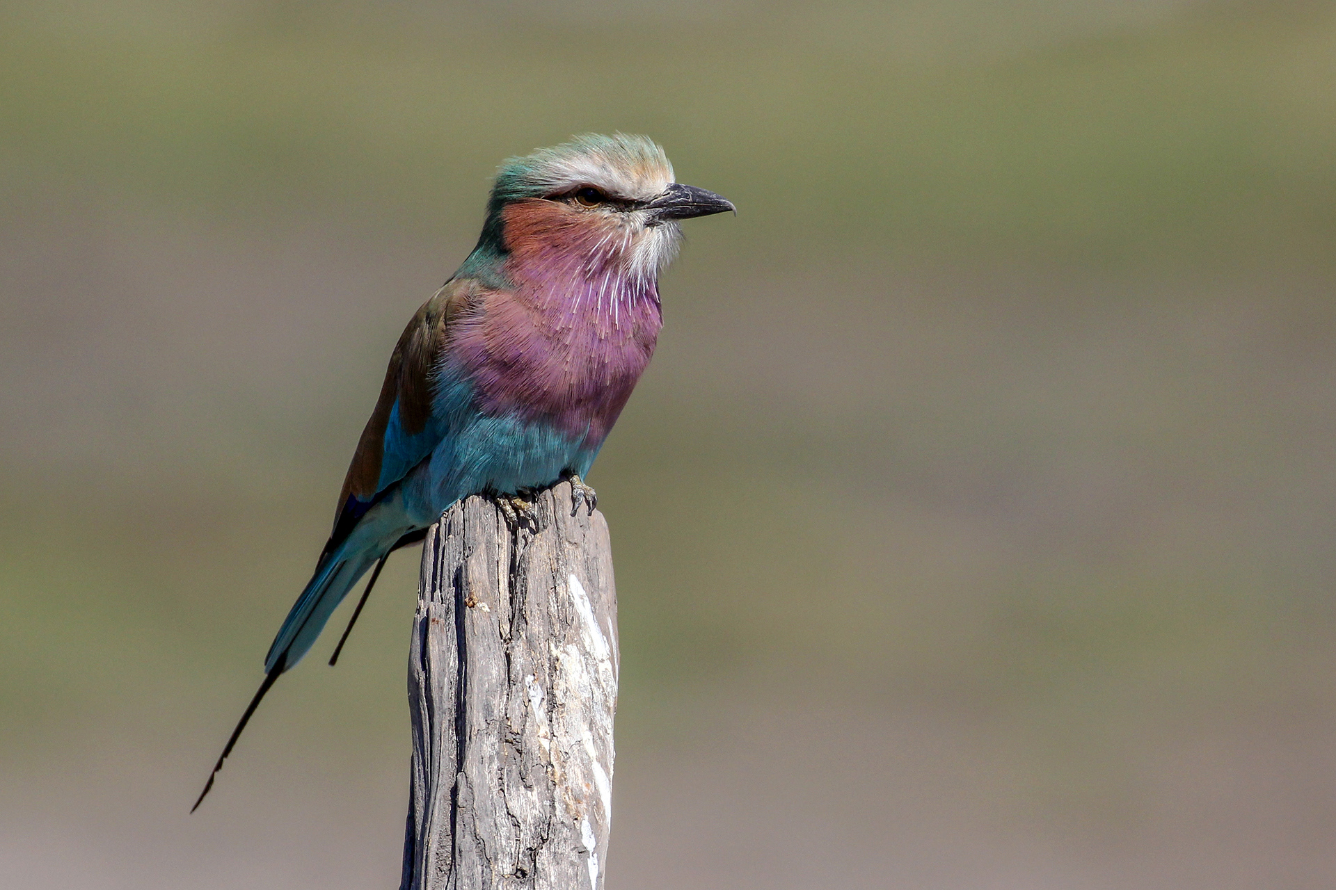 Dave Addison - birds