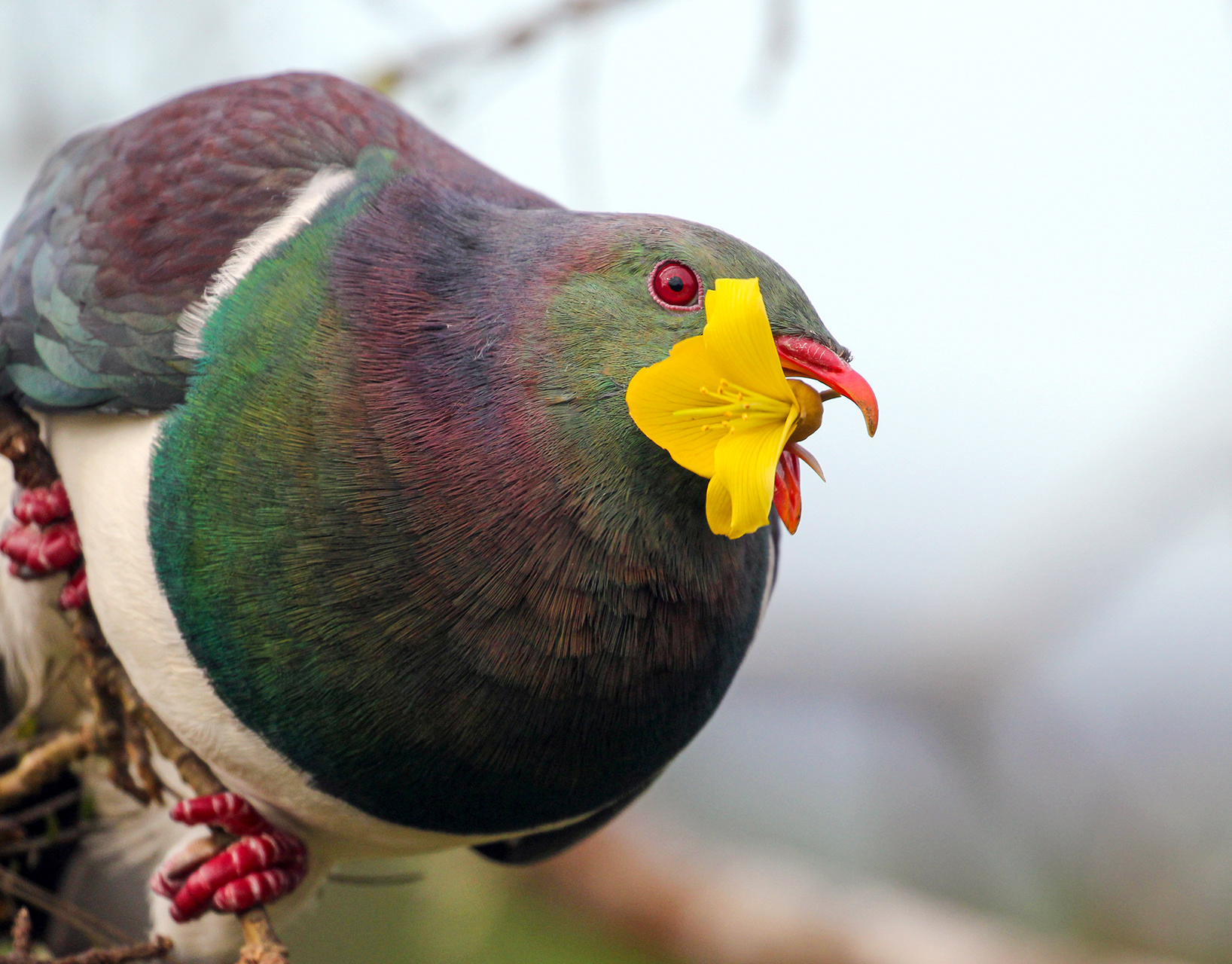 Dave Addison - birds