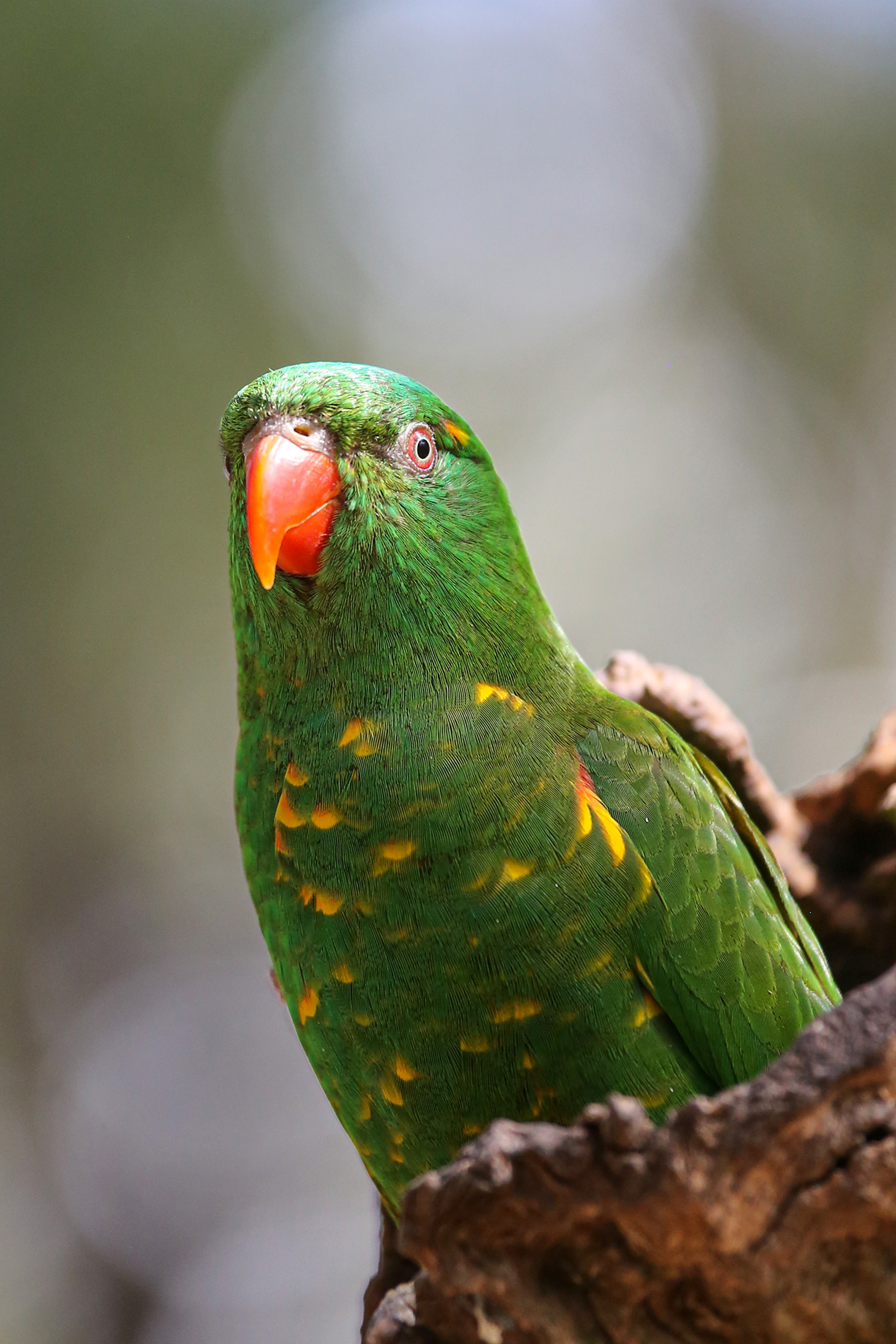 Dave Addison - birds