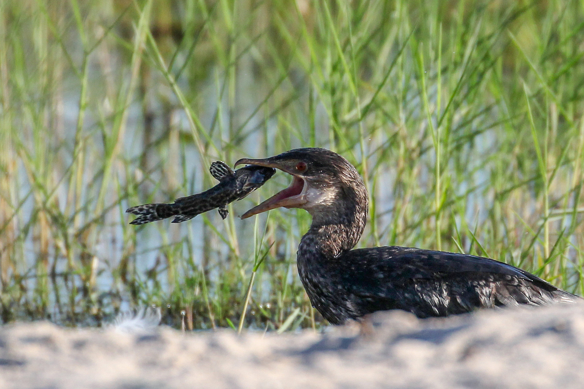 Dave Addison - birds