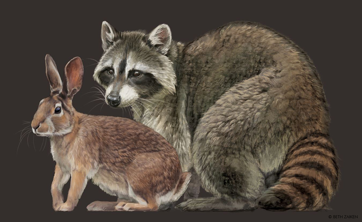Beth Zaiken - Quarry Hill Nature Center | Minnesota Mammals