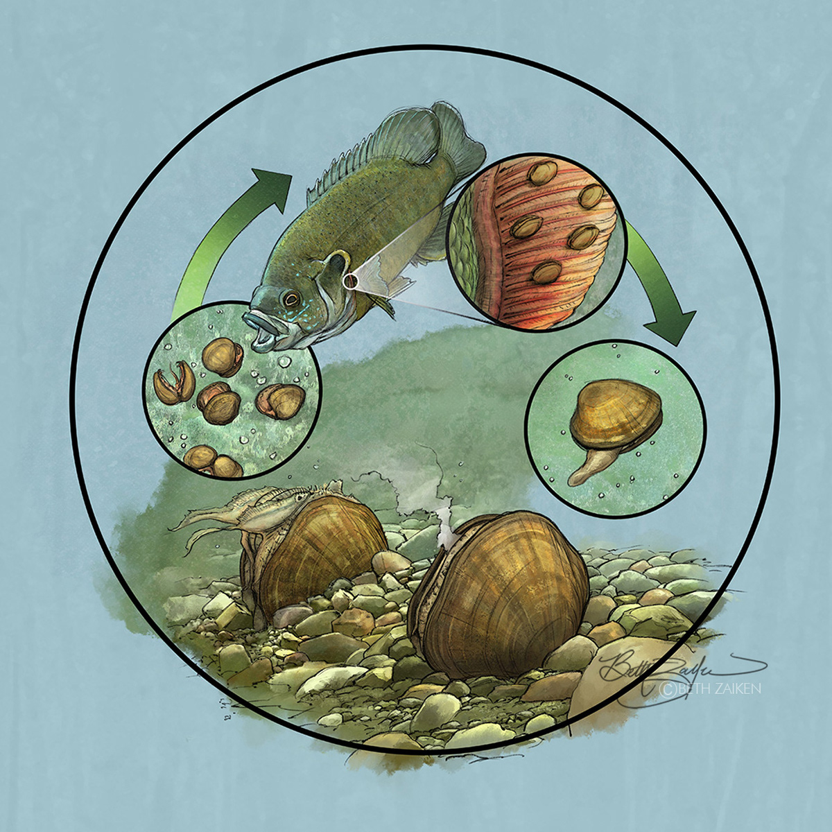 Beth Zaiken - The Minnesota Zoo | Freshwater Mussel Lab