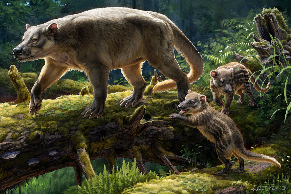 Beth Zaiken - Scientific American | Ectoconus (Age of the Mammals)