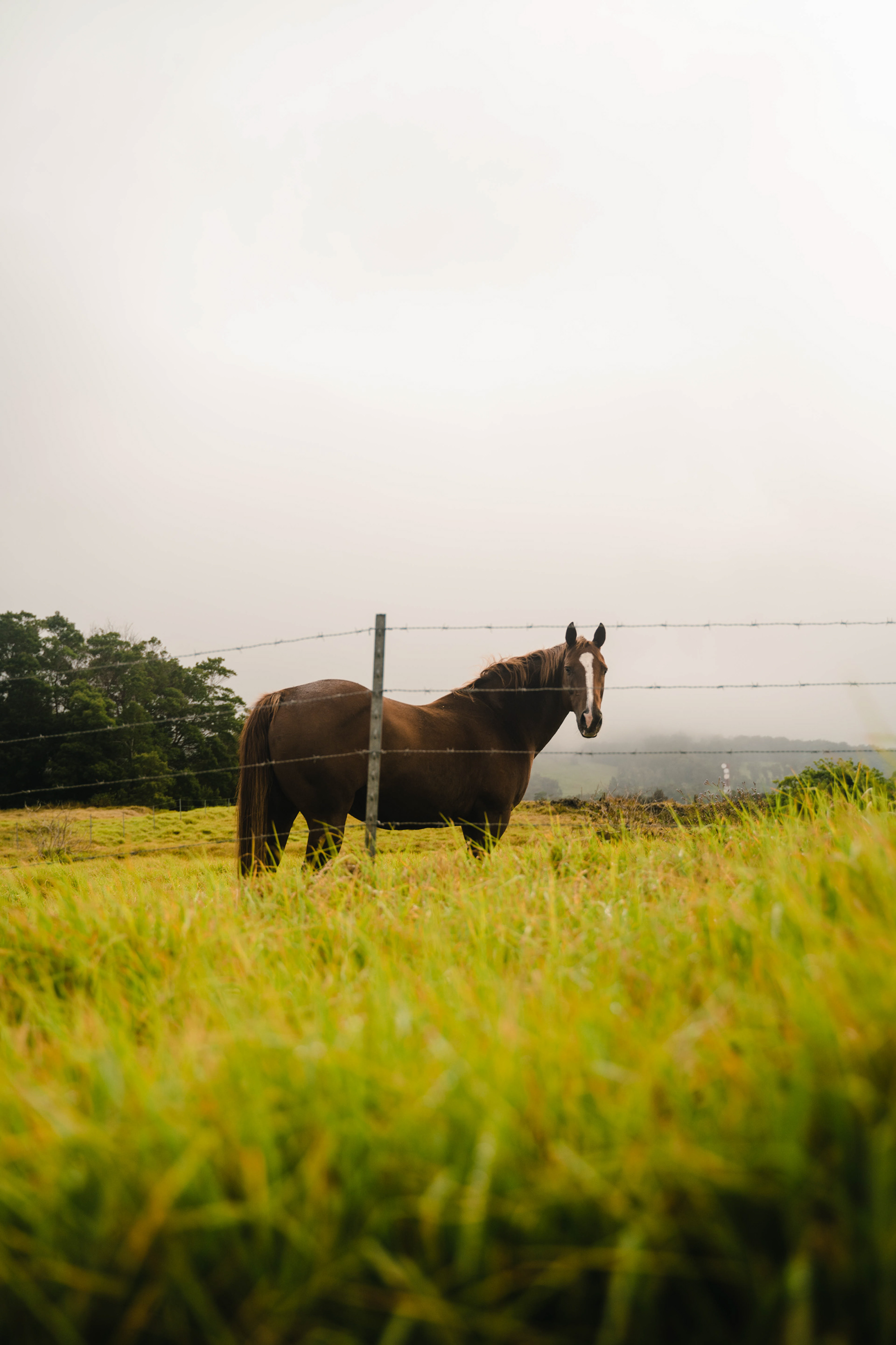 Celina Bhandari - PHOTO