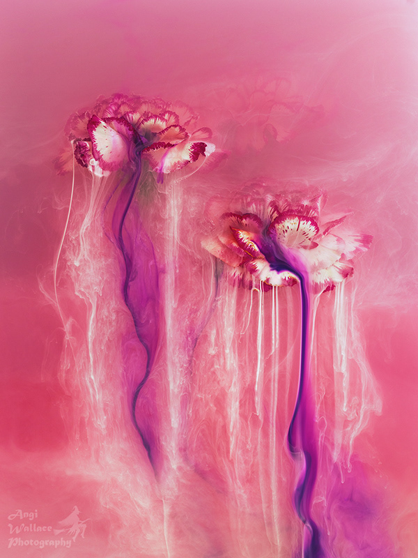 Angi Wallace - Submerged Flower photography