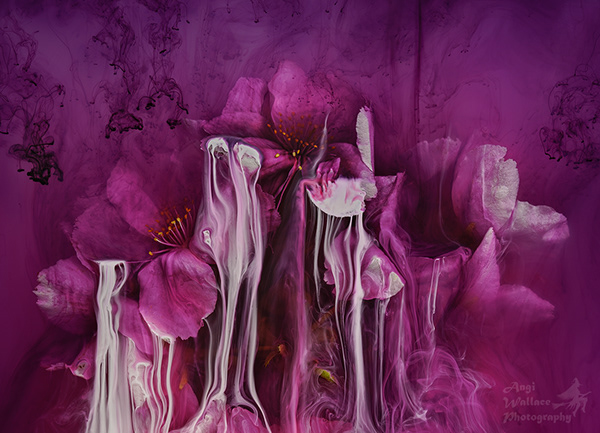 Angi Wallace - Submerged Flower photography