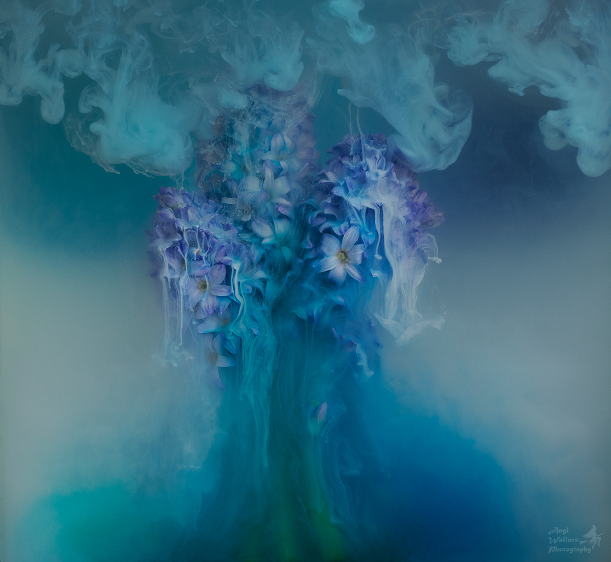 Angi Wallace - Submerged Flower photography