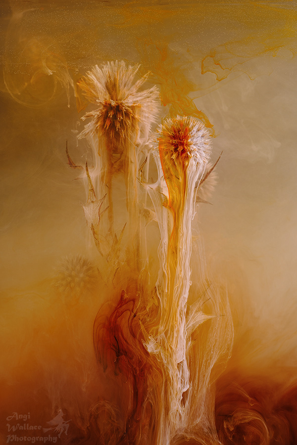Angi Wallace - Submerged Flower photography