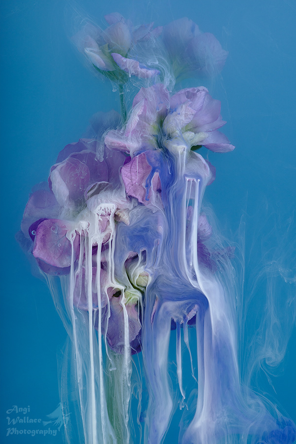 Angi Wallace - Submerged Flower photography