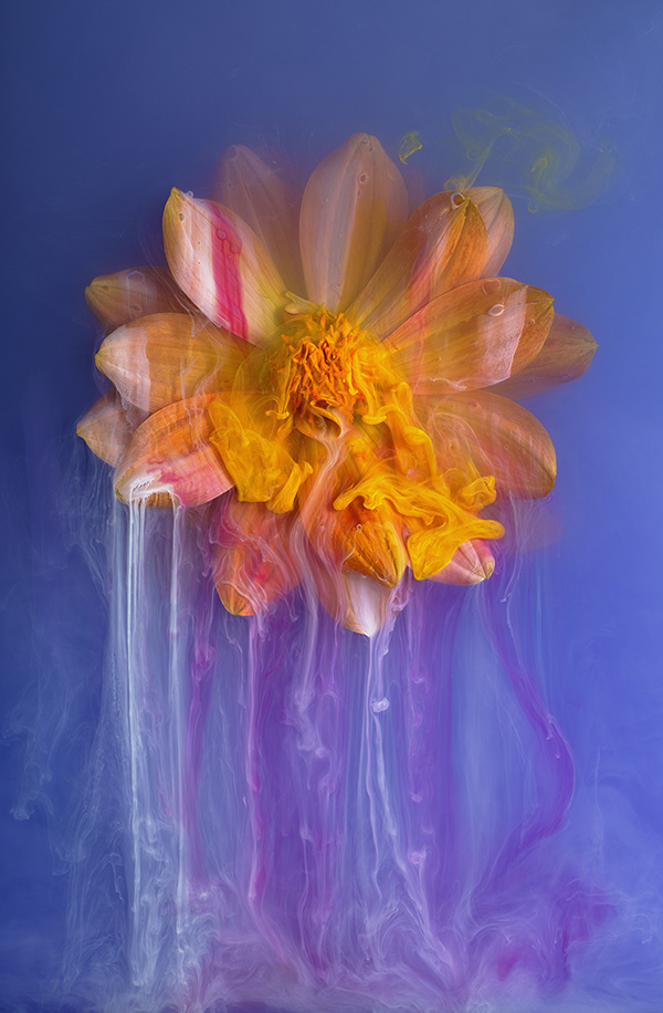 Angi Wallace - Submerged Flower photography