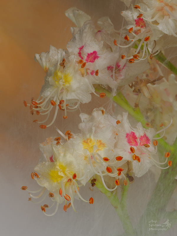 Angi Wallace - Submerged Flower photography