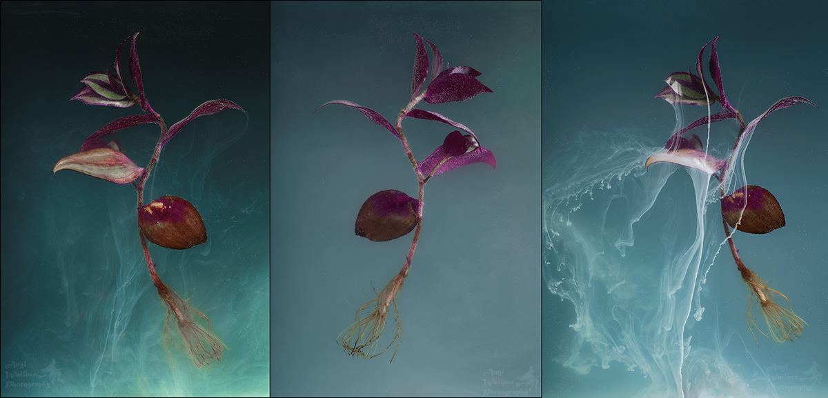 Angi Wallace - Submerged Flower photography