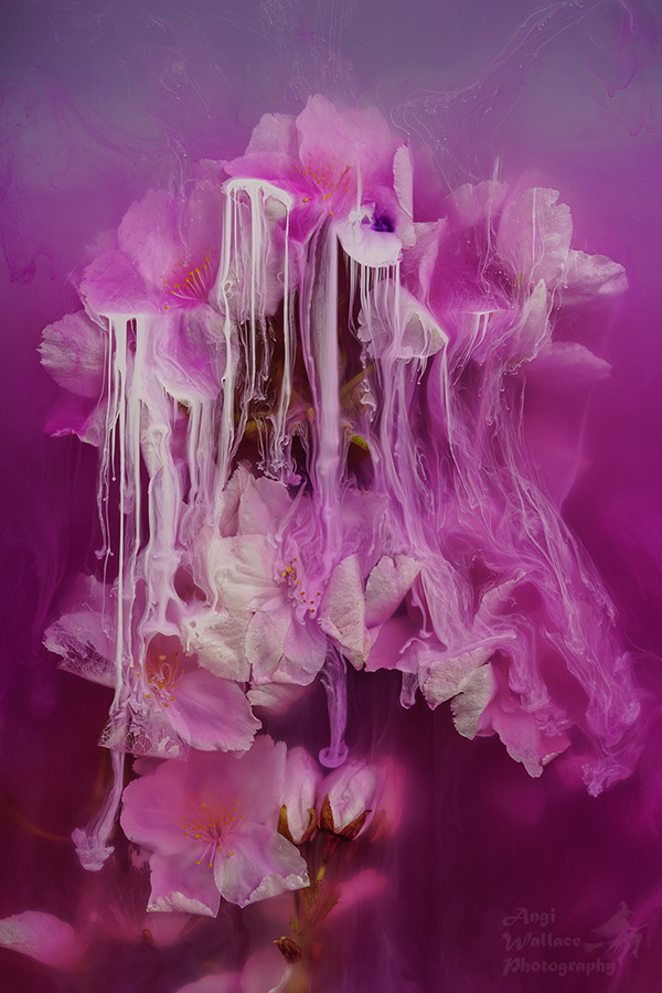 Angi Wallace - Submerged Flower photography