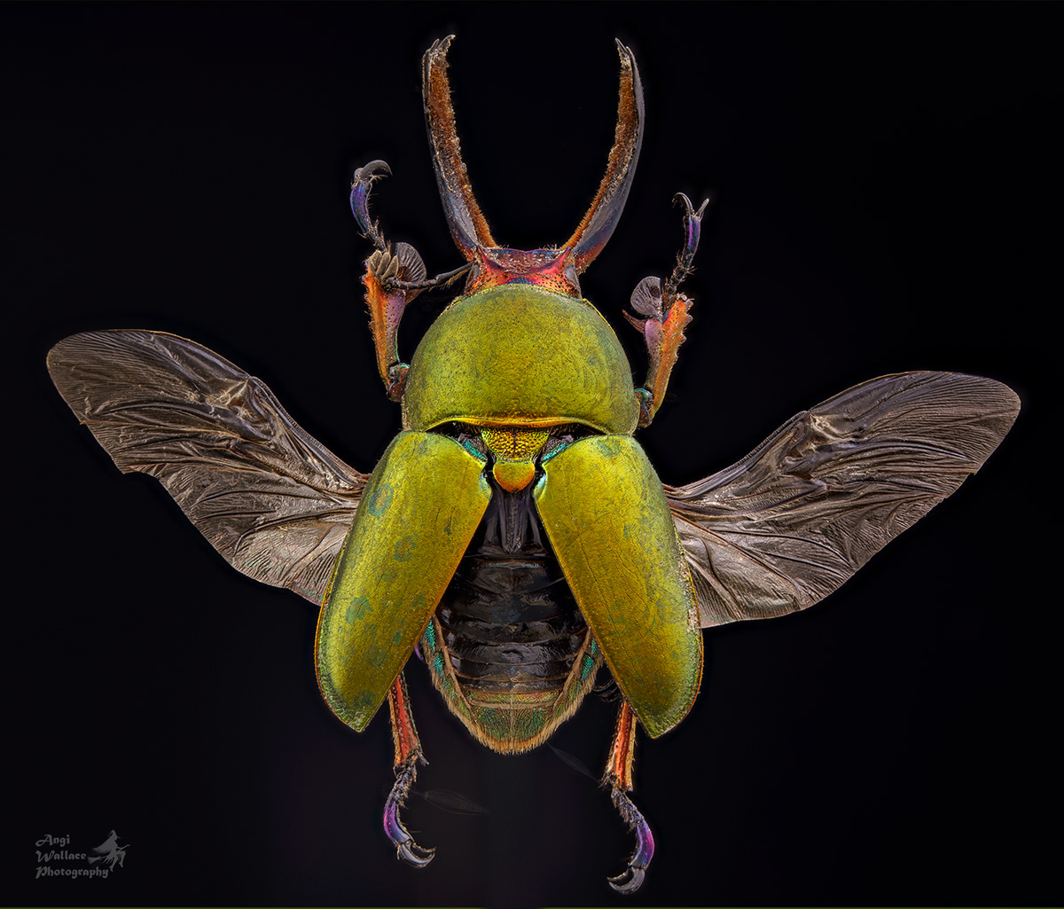 Angi Wallace - Macro