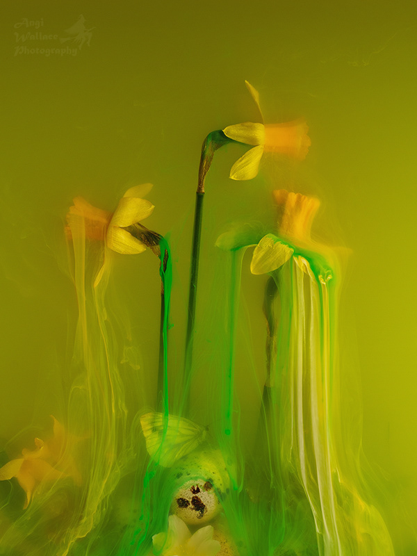Angi Wallace - Submerged Flower photography