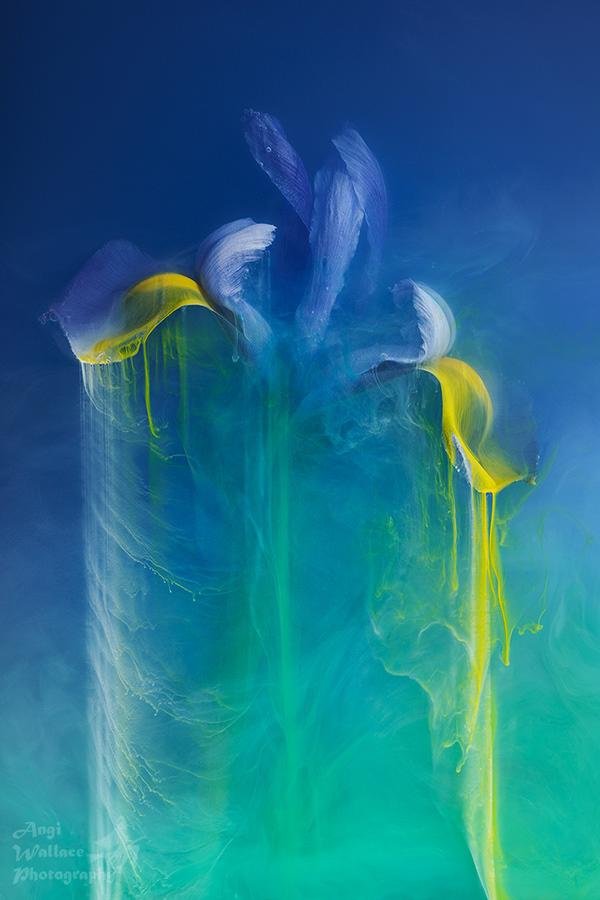 Angi Wallace - Submerged Flower photography