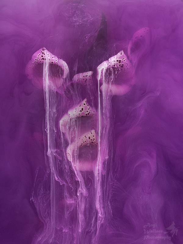 Angi Wallace - Submerged Flower photography