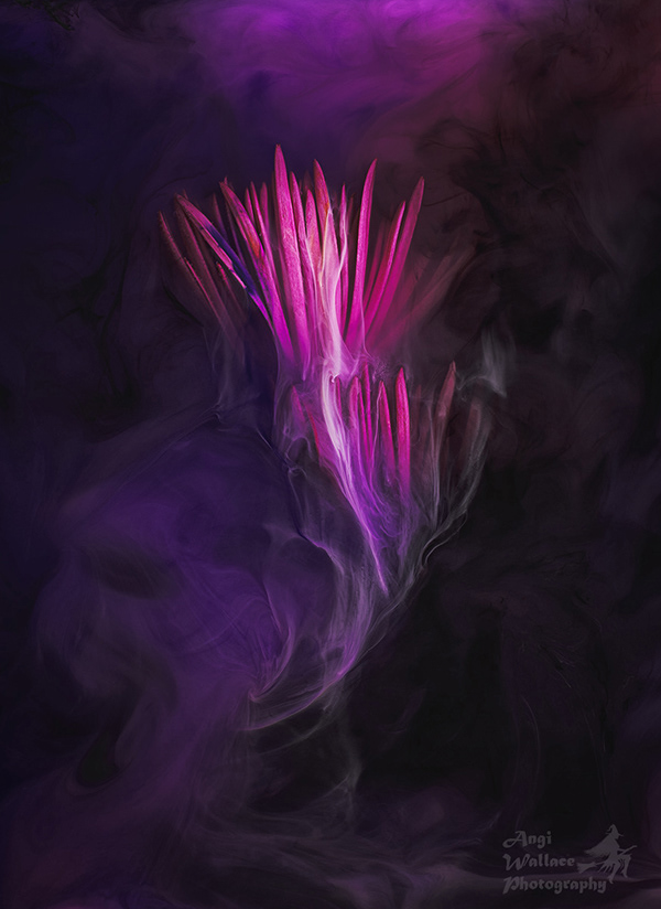 Angi Wallace - Submerged Flower photography
