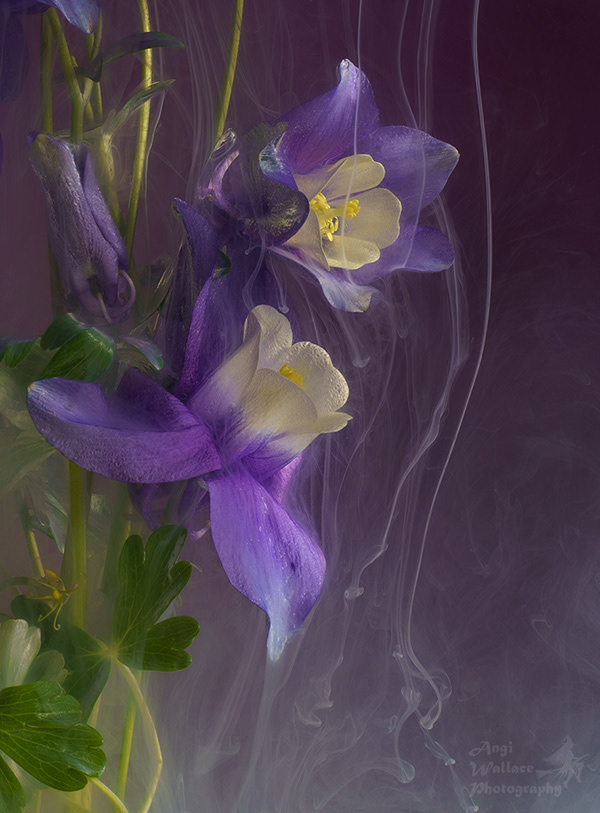 Angi Wallace - Submerged Flower photography