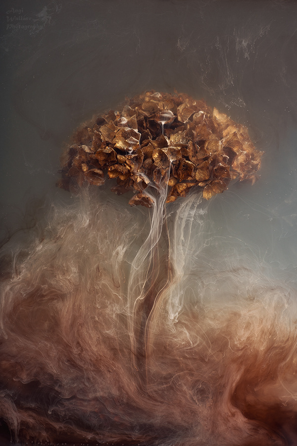 Angi Wallace - Submerged Flower photography