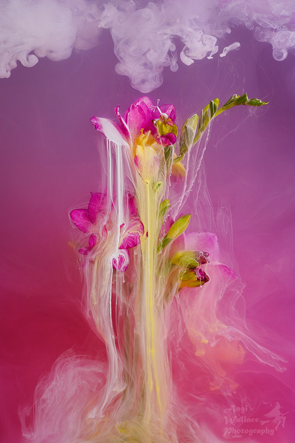 Angi Wallace - Submerged Flower photography