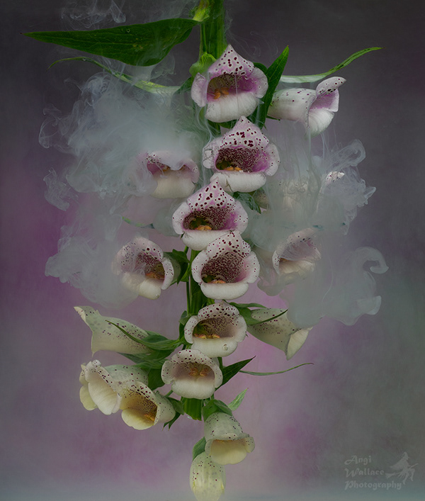 Angi Wallace - Submerged Flower photography