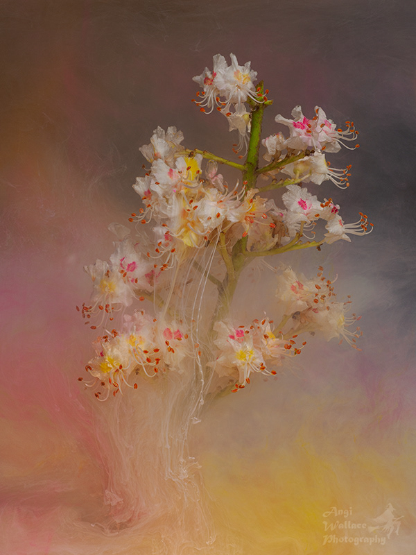 Angi Wallace - Submerged Flower photography