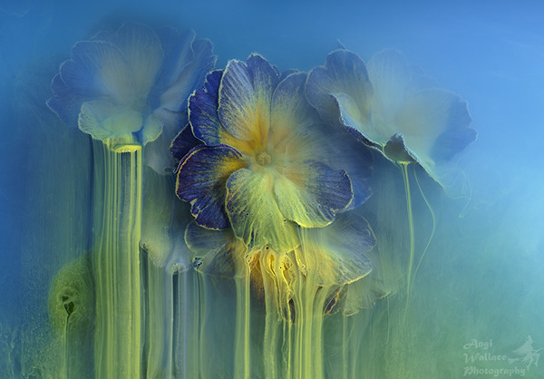 Angi Wallace - Submerged Flower photography