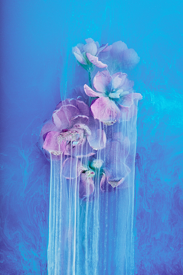 Angi Wallace - Submerged Flower photography