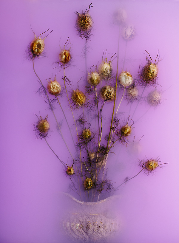 Angi Wallace - Submerged Flower photography