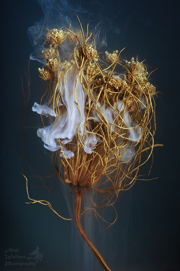 Angi Wallace - Submerged Flower photography