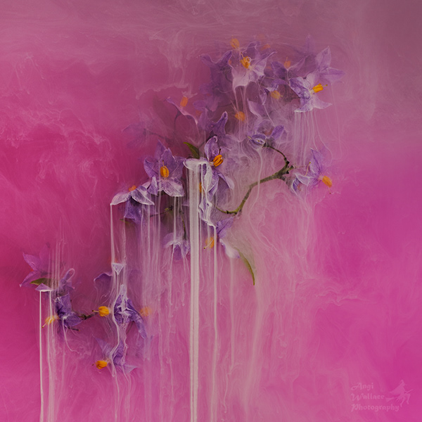 Angi Wallace - Submerged Flower photography