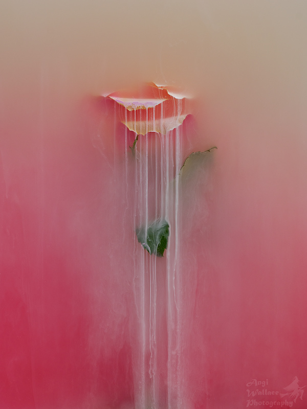 Angi Wallace - Submerged Flower photography