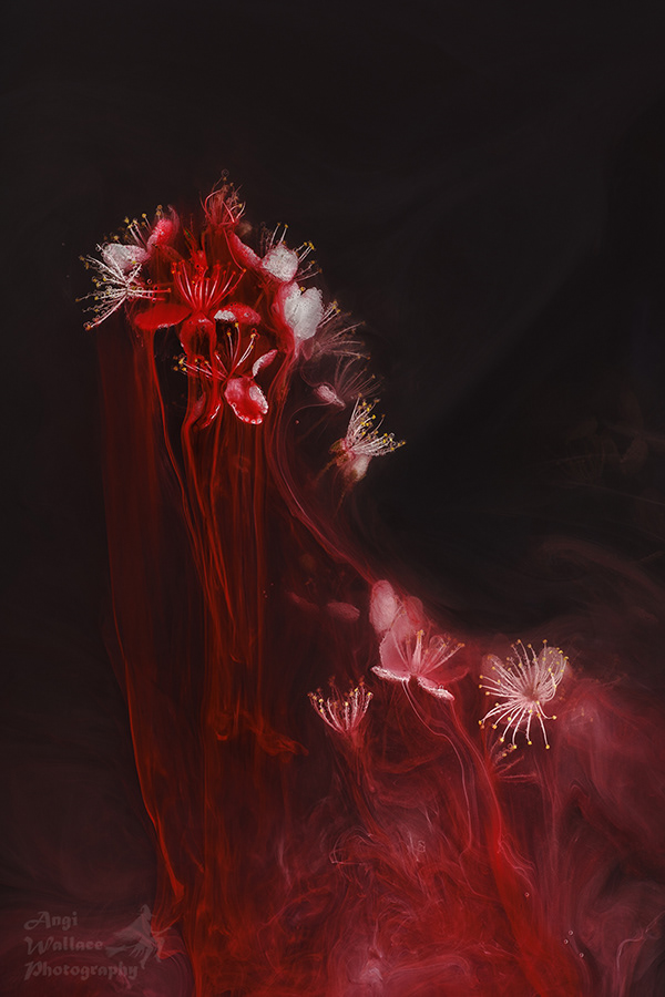 Angi Wallace - Submerged Flower photography