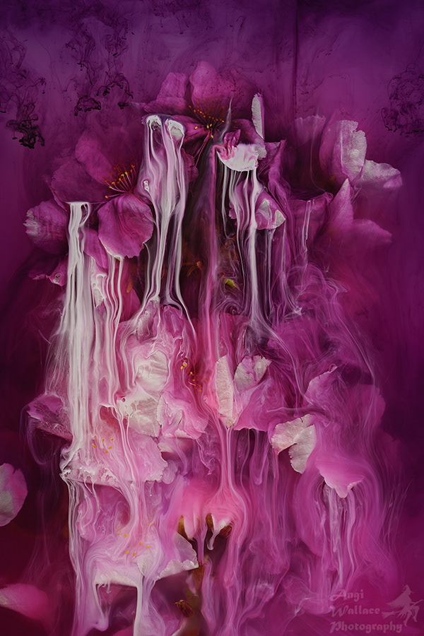 Angi Wallace - Submerged Flower photography