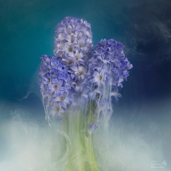 Angi Wallace - Submerged Flower photography