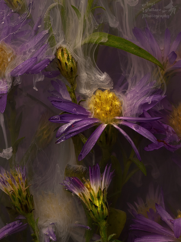 Angi Wallace - Submerged Flower photography