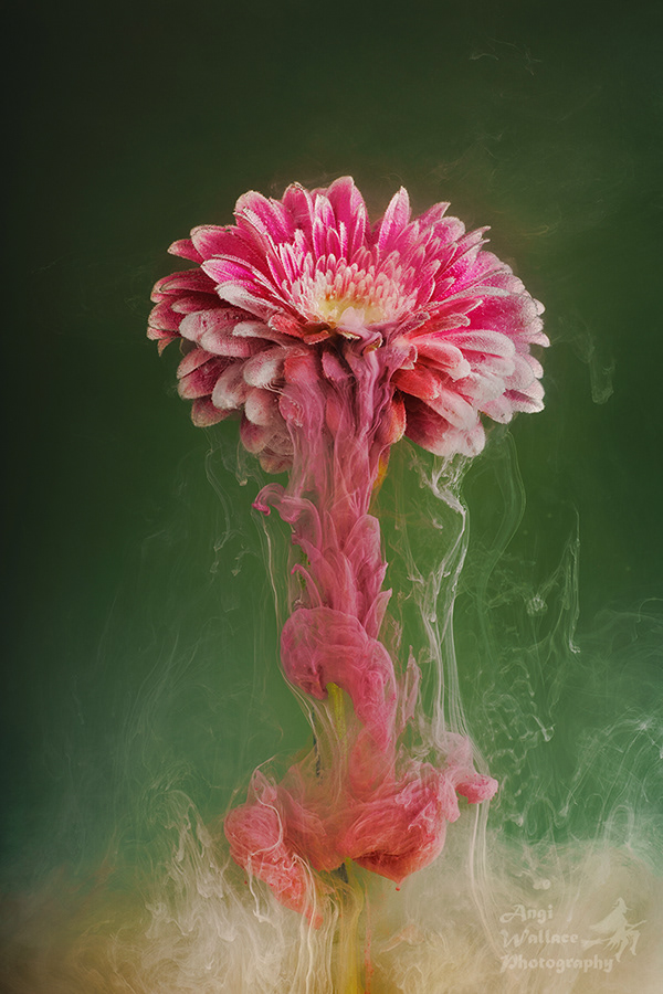 Angi Wallace - Submerged Flower photography