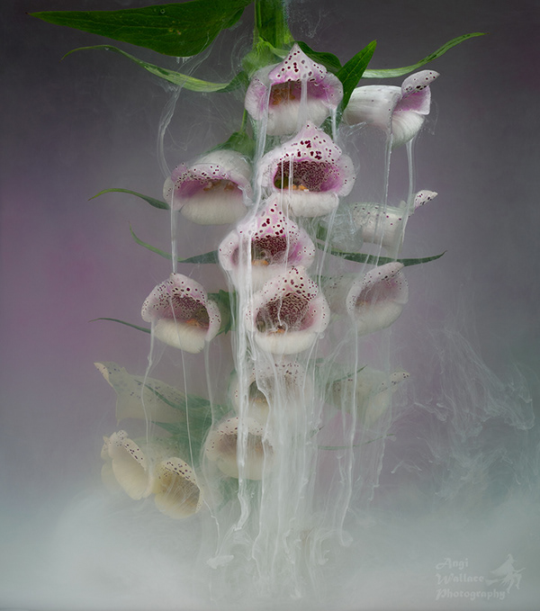 Angi Wallace - Submerged Flower photography