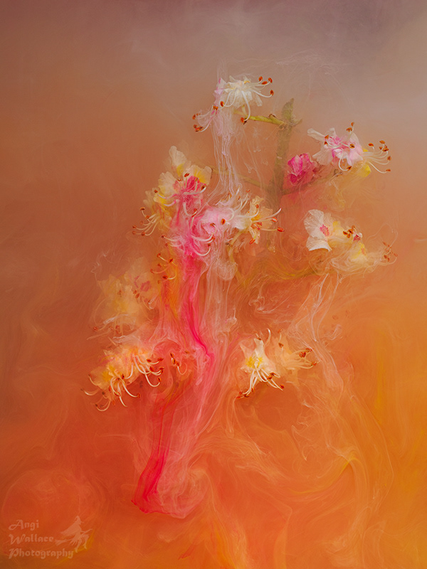 Angi Wallace - Submerged Flower photography