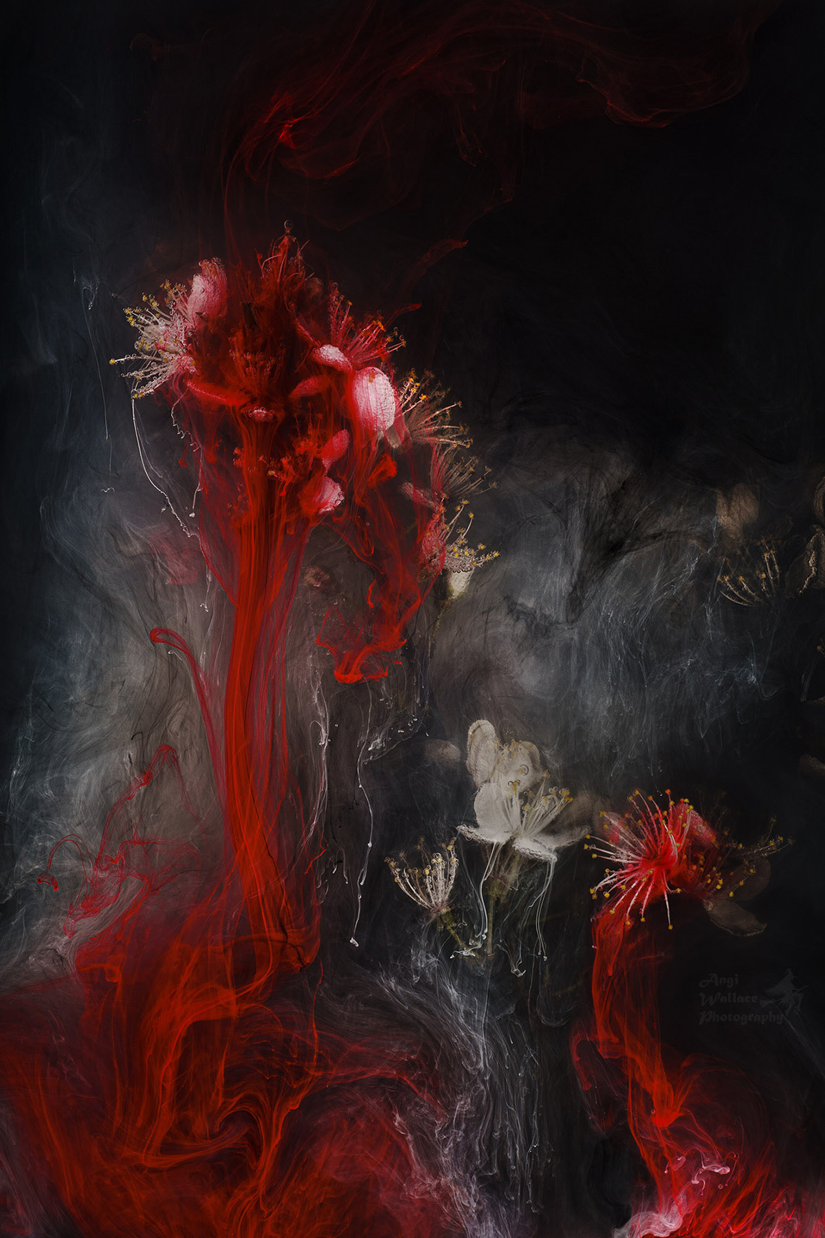 Angi Wallace - Submerged Flower photography