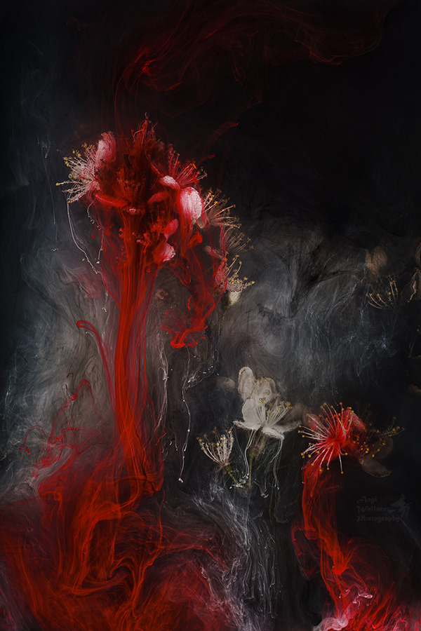 Angi Wallace - Submerged Flower photography