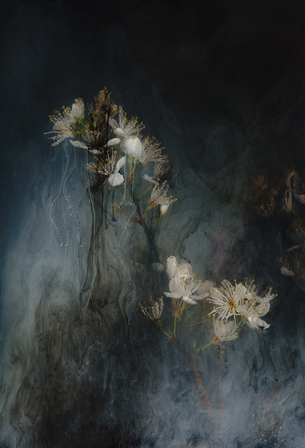 Angi Wallace - Submerged Flower photography