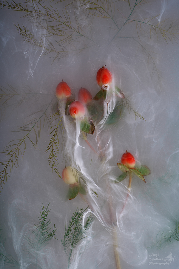 Angi Wallace - Submerged Flower photography