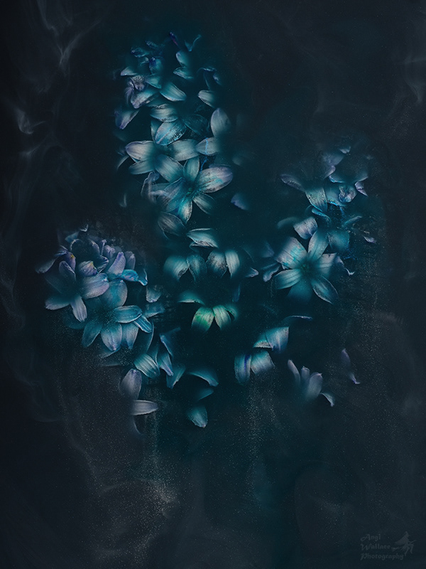Angi Wallace - Submerged Flower photography