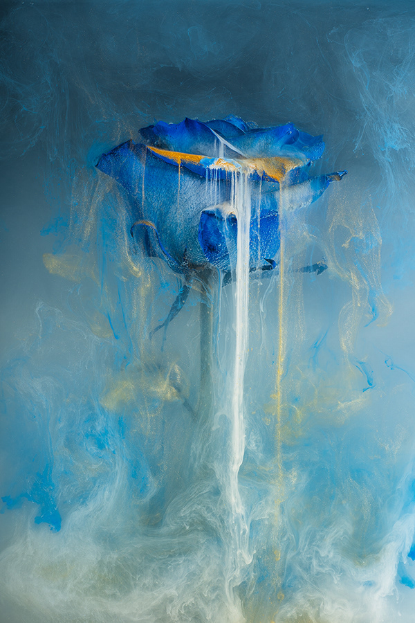 Angi Wallace - Submerged Flower photography