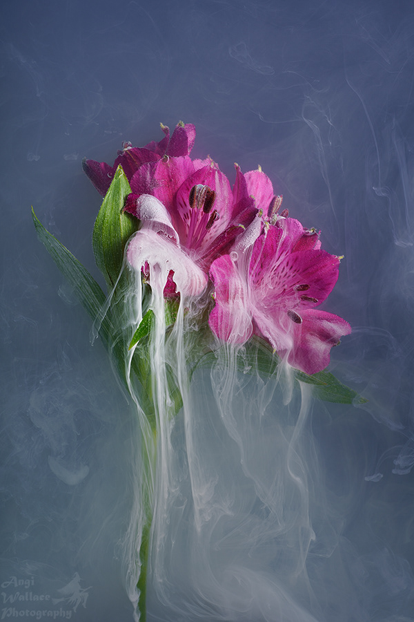 Angi Wallace - Submerged Flower photography