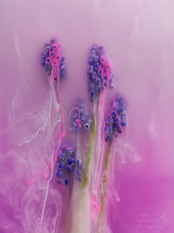 Angi Wallace - Submerged Flower photography